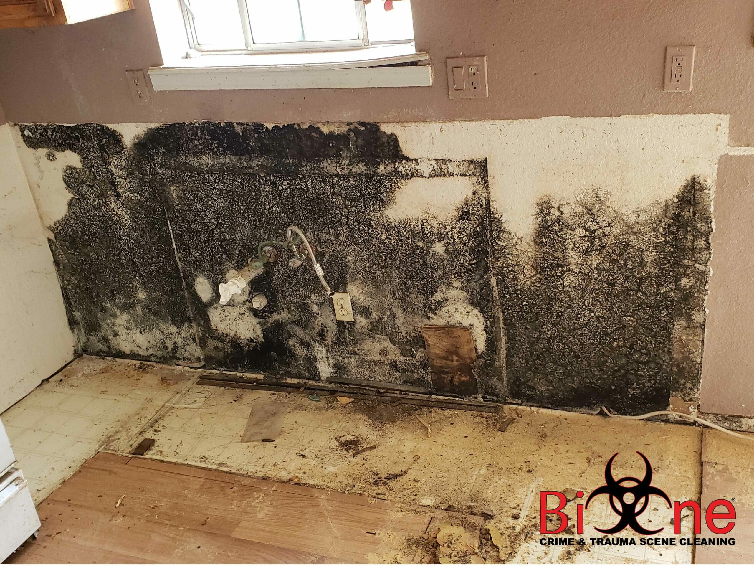 How To Remove Mold The Right Way - Bio-One of Huntsville
